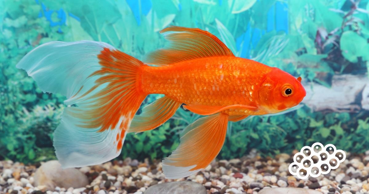 Goldfish Eggs: A Fascinating best Journey from Conception to Hatch 2023 Goldfish Eggs: A Fascinating best Journey from Conception to Hatch 2023